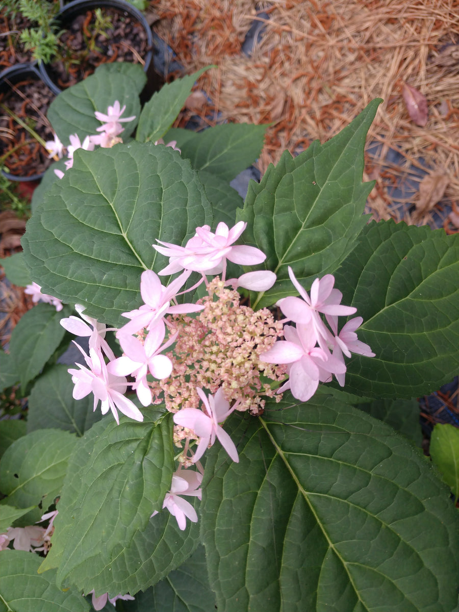 Hydrangea serrata 'Chiri-san Sue' – Nurseries Caroliniana