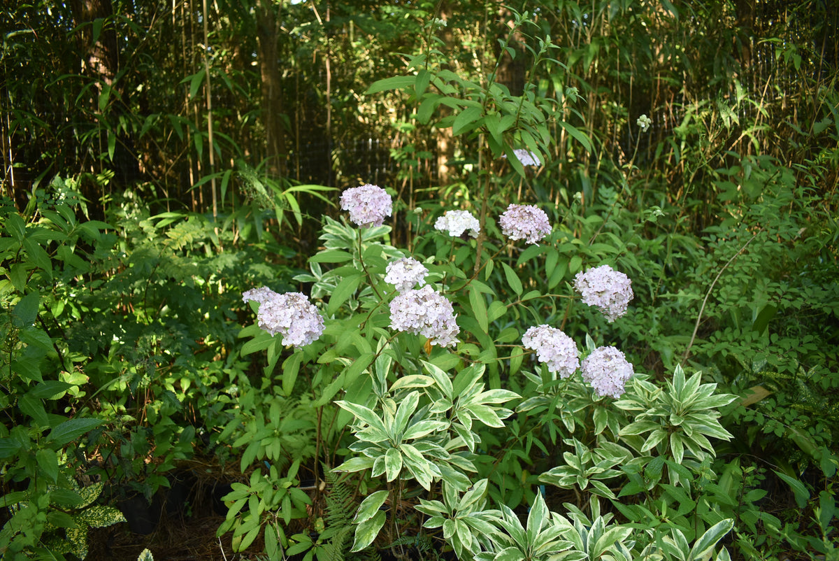 Hydrangea aspera ssp. strigosa 'Golden Needle' – Nurseries Caroliniana