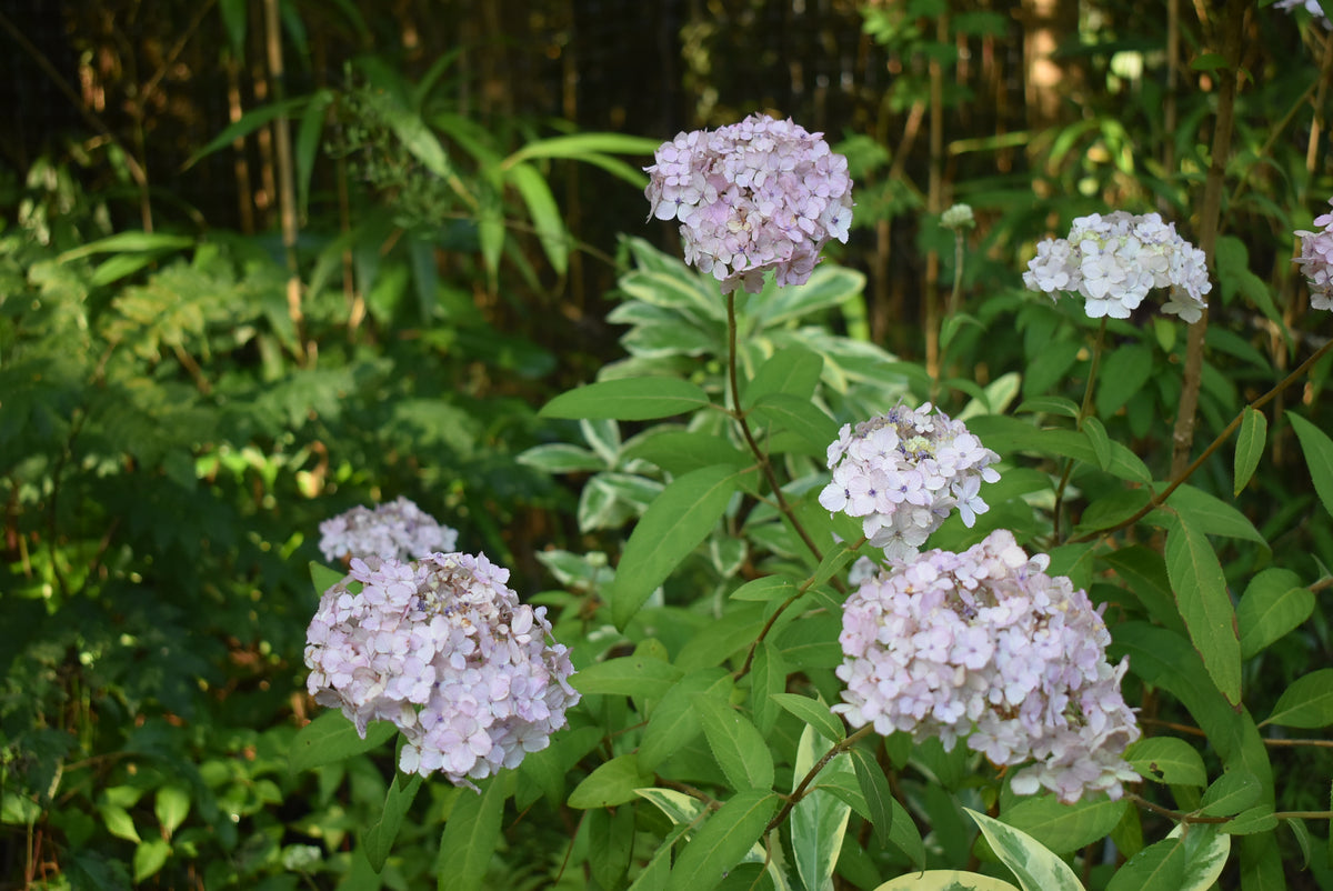 Hydrangea aspera ssp. strigosa 'Golden Needle' – Nurseries Caroliniana