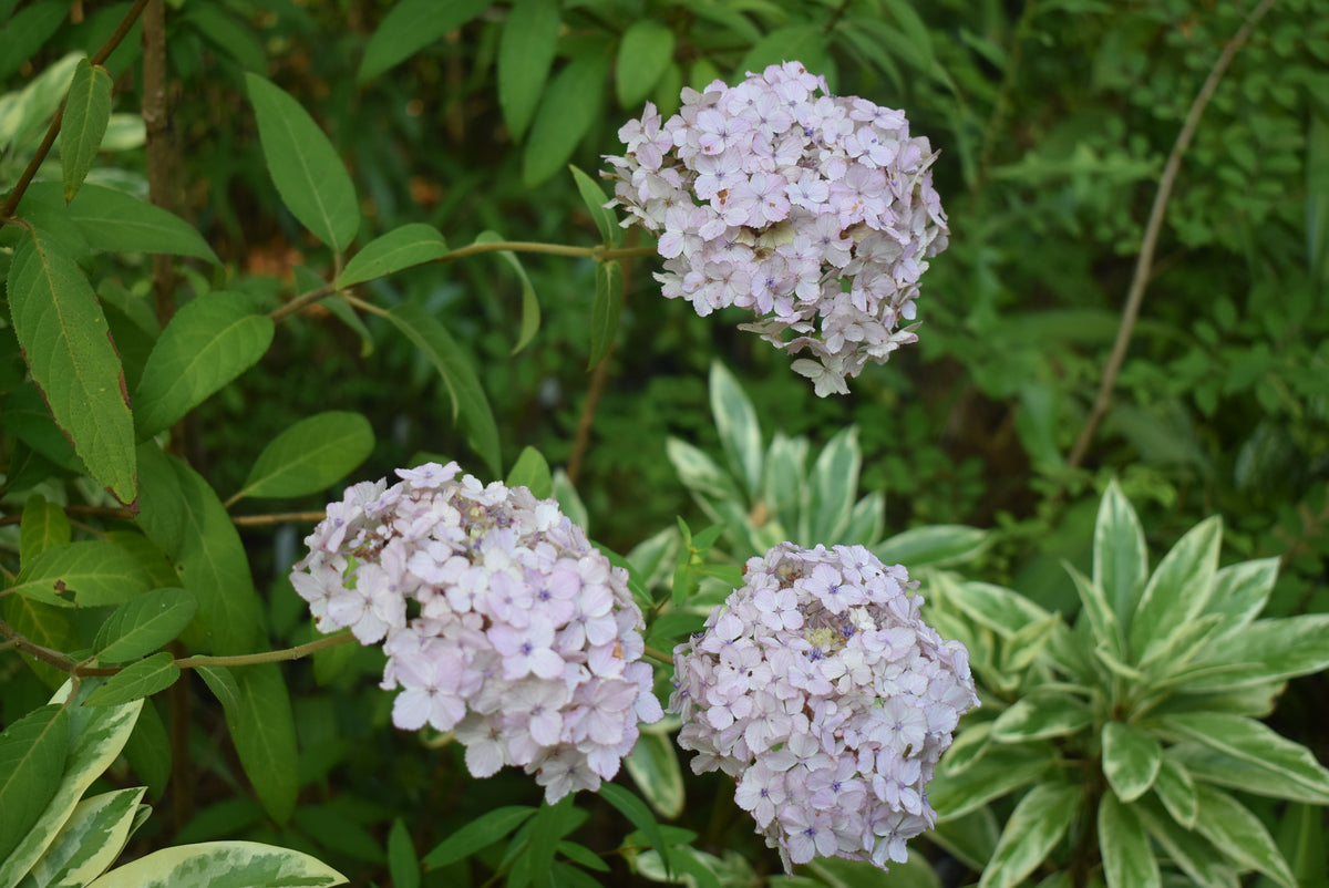 Hydrangea aspera ssp. strigosa 'Golden Needle' – Nurseries Caroliniana
