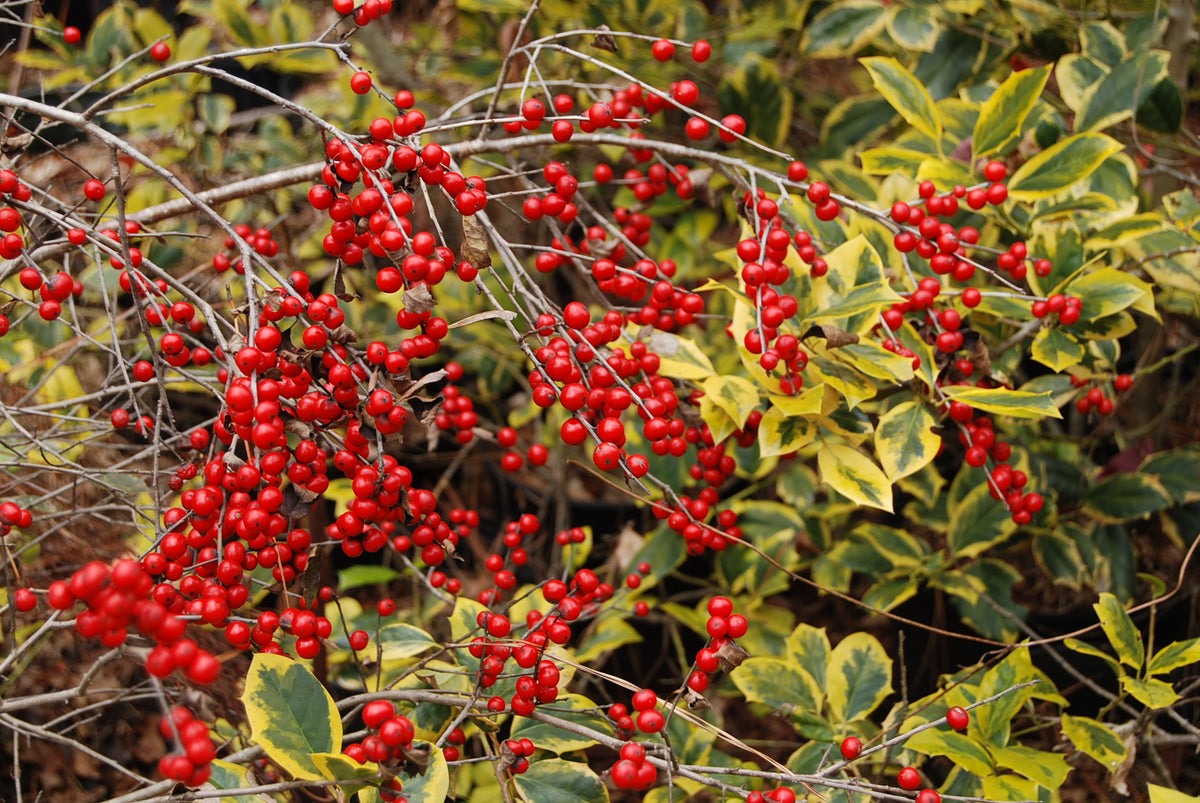 Ilex verticillata 'Red Sprite' – Nurseries Caroliniana