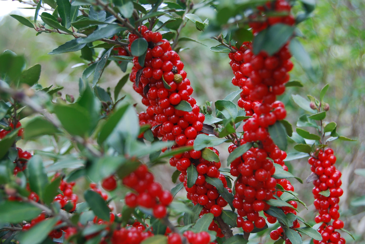 Ilex vomitoria ‘Carolina Ruby’ PP19266 – Nurseries Caroliniana