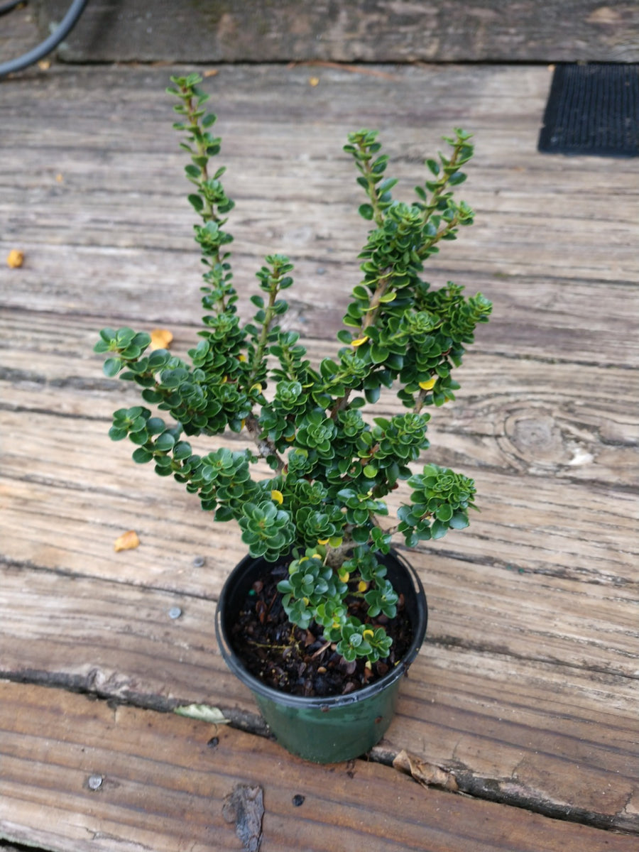 Ilex crenata 'Dwarf Pagoda' – Nurseries Caroliniana