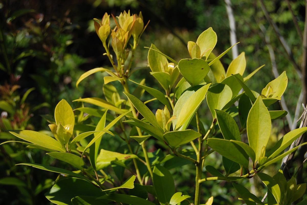 Ilex integra 'Ogon' (female) – Nurseries Caroliniana