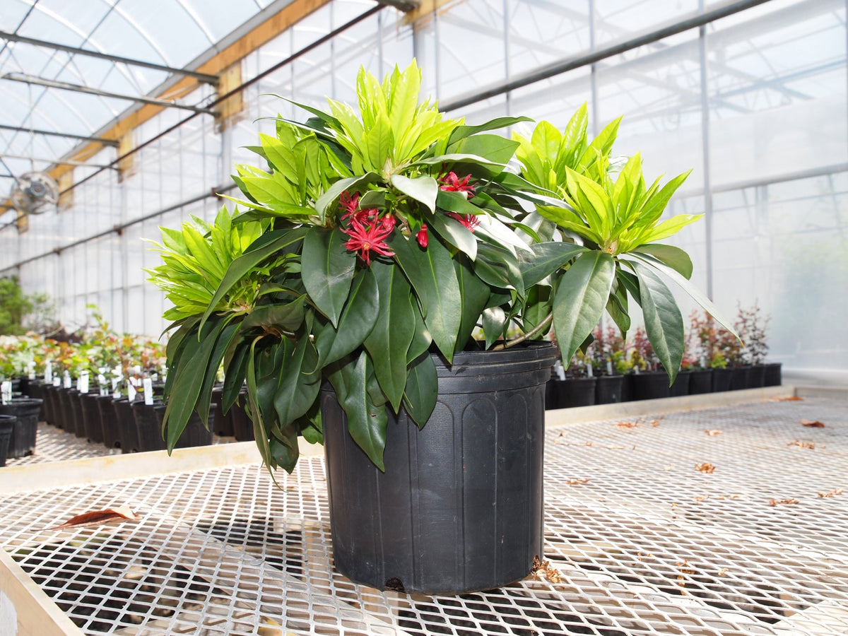 Illicium floridanum 'Swamp Hobbit' – Nurseries Caroliniana