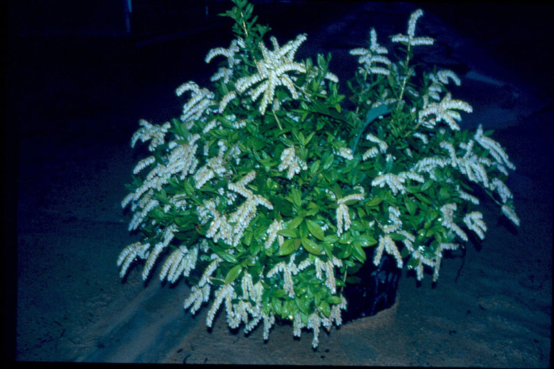 Leucothoe (Eubotrys) racemosa – Nurseries Caroliniana