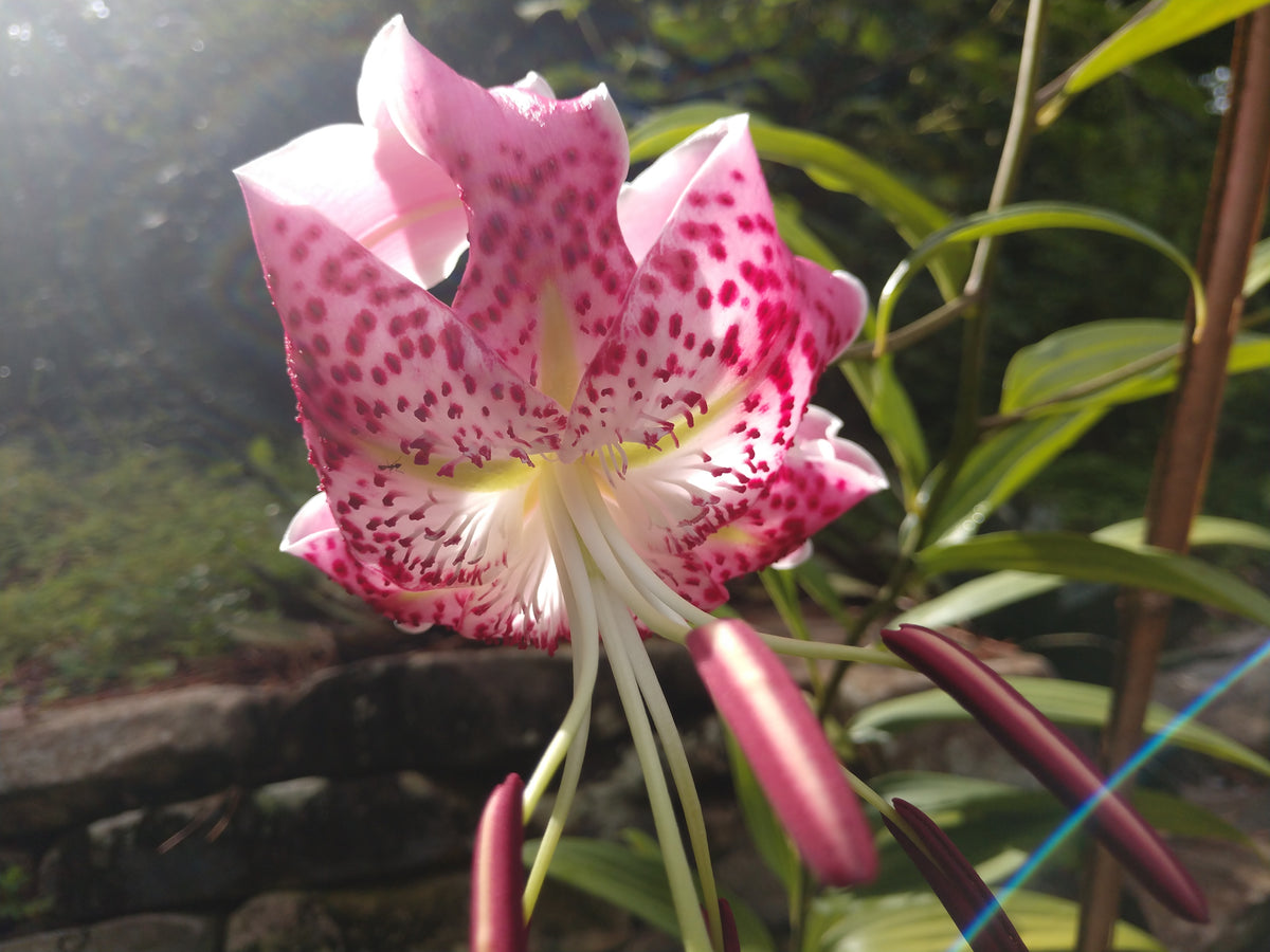 Lilium speciosum var. rubrum '4th of July' – Nurseries Caroliniana