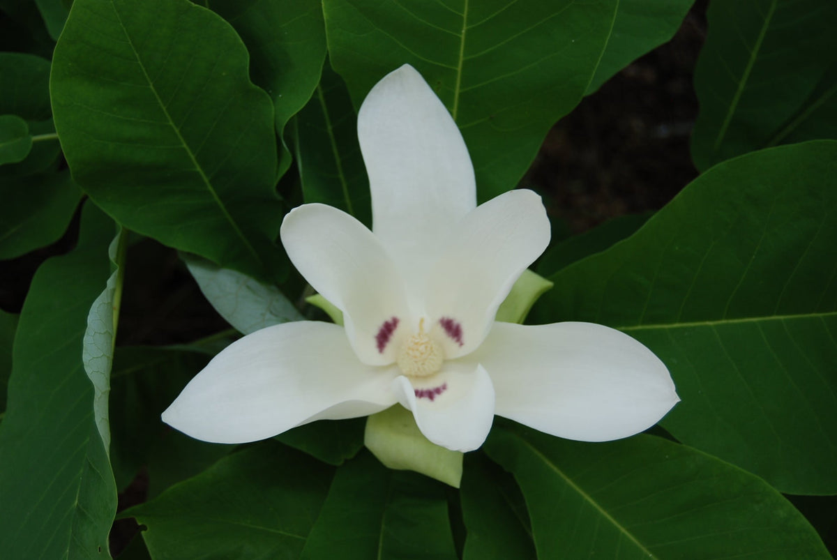 Magnolia ashei – Nurseries Caroliniana