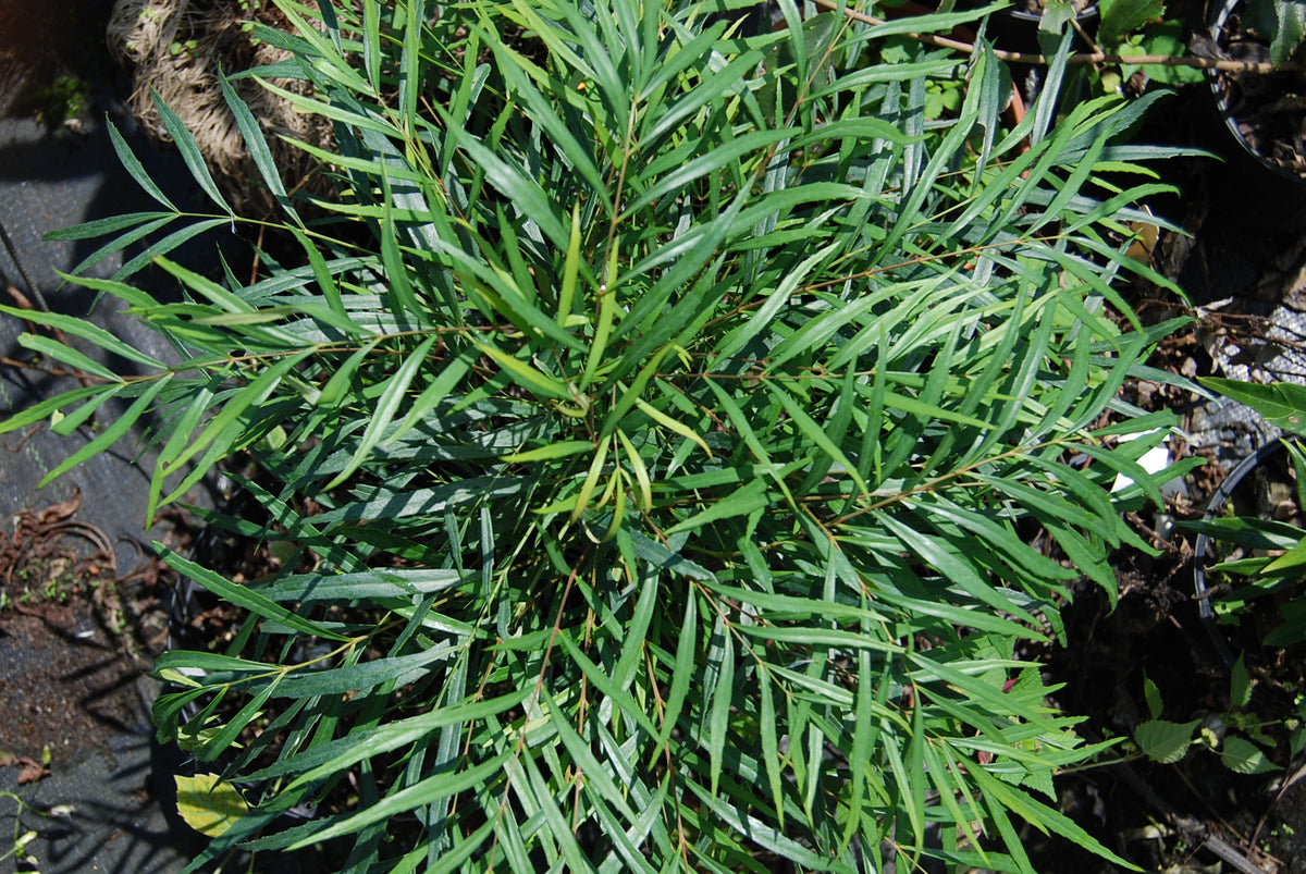 Mahonia eurybracteata 'Indigo Flair'™ – Nurseries Caroliniana