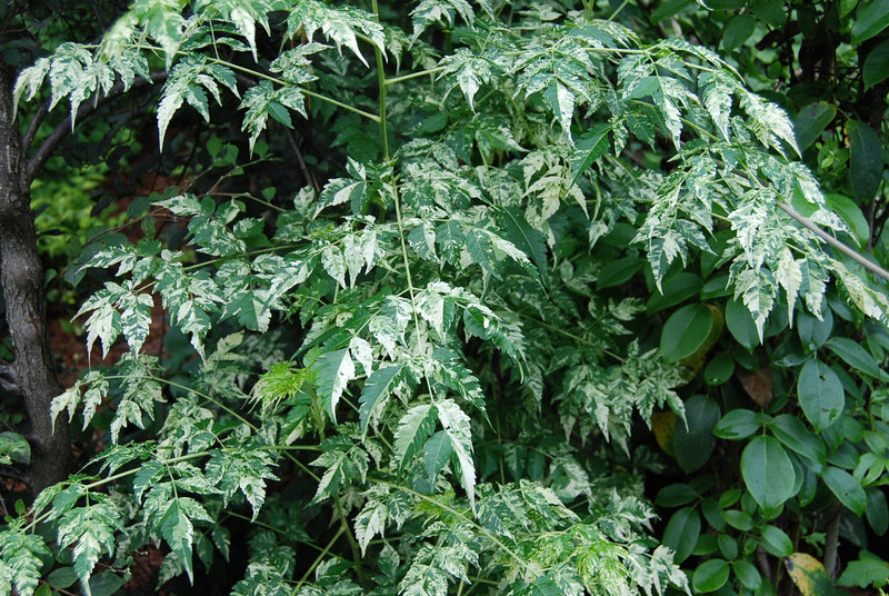 Melia azedarach 'Jade Snowflake' – Nurseries Caroliniana