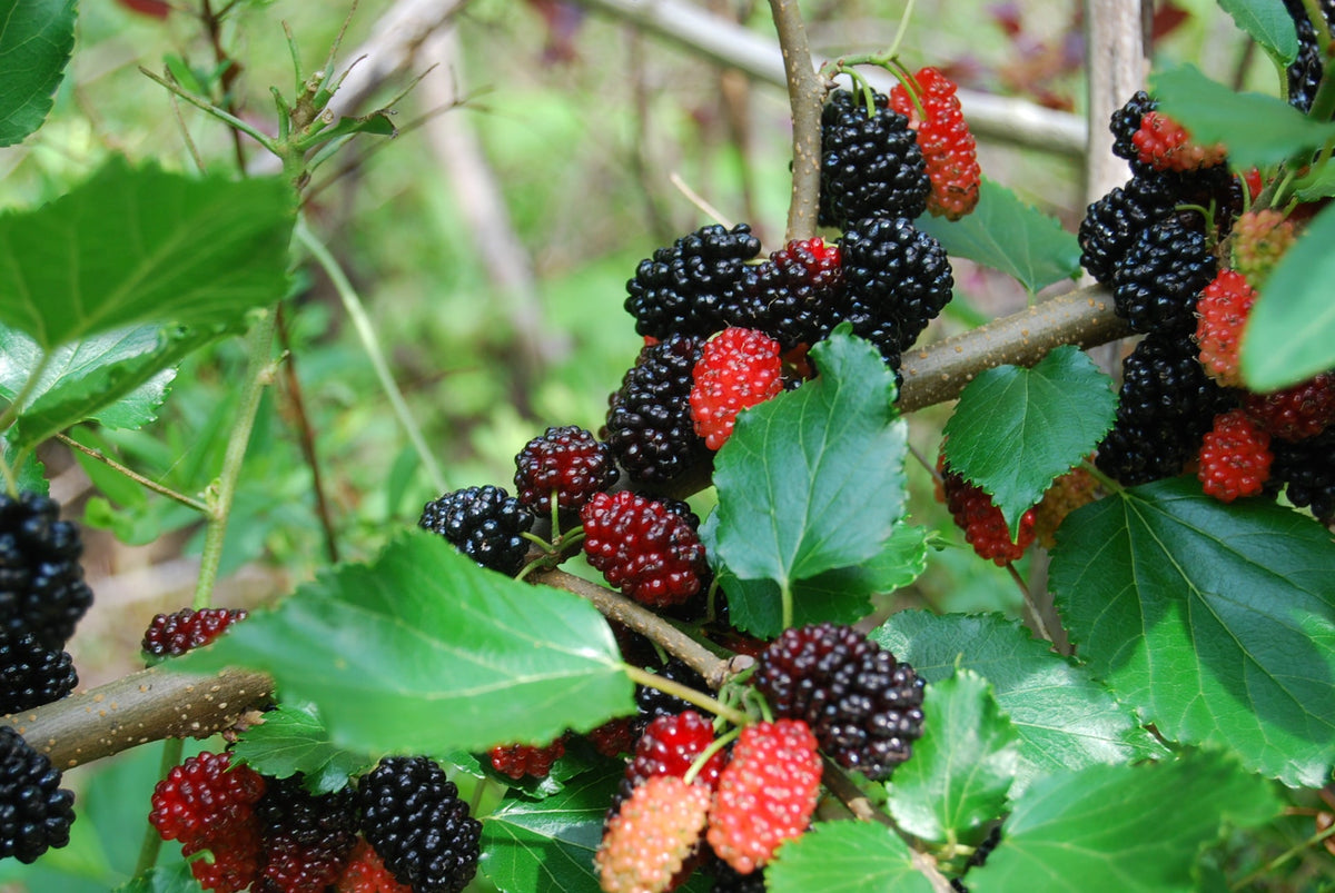 Morus alba 'Issai' – Nurseries Caroliniana