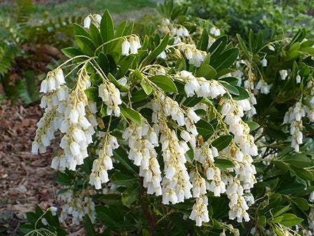 pieris jap