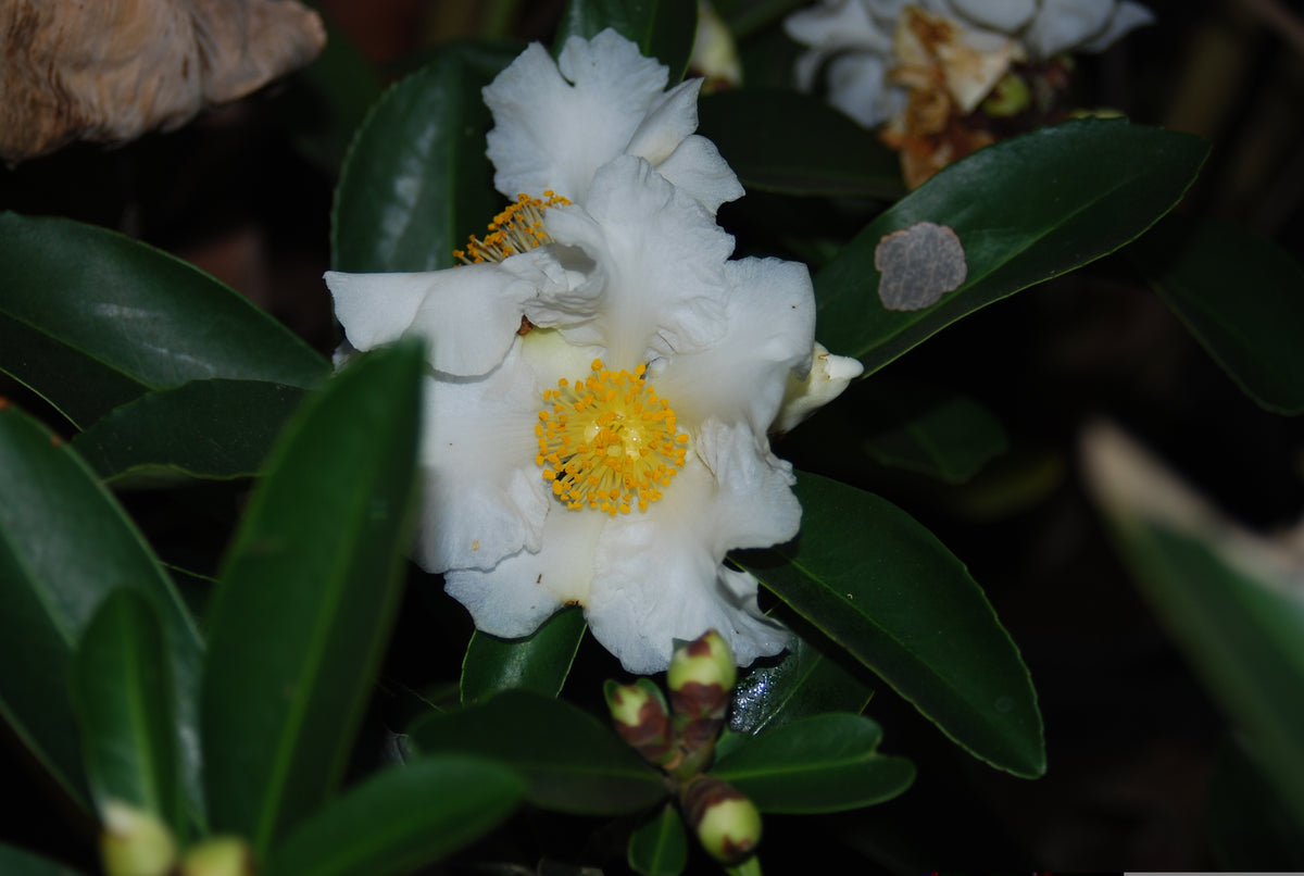 Polyspora axillaris 'Shibamichi Select' – Nurseries Caroliniana