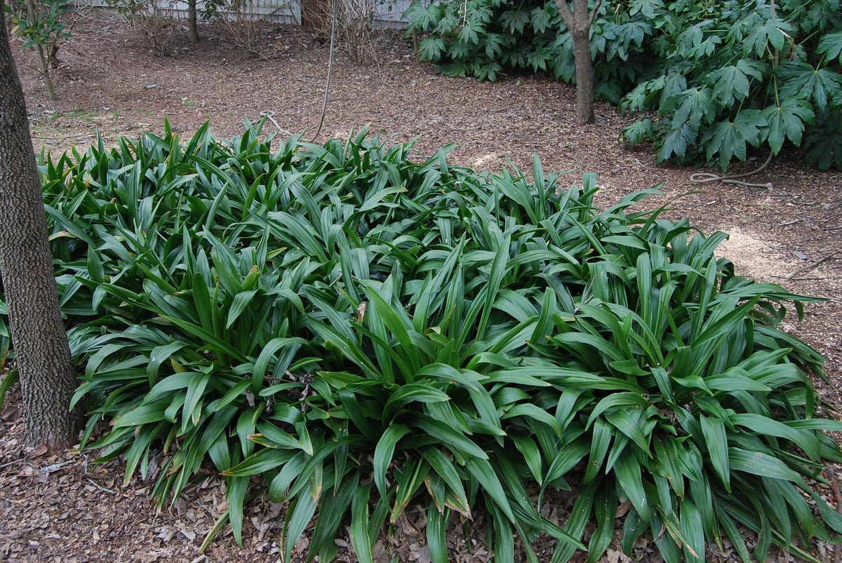 Rohdea japonica 'Claudia Phelps' – Nurseries Caroliniana