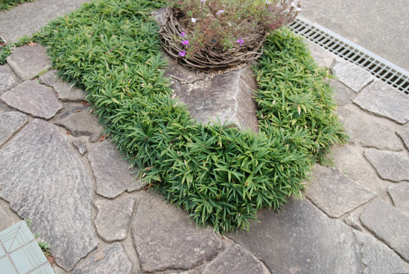 Sasa pygmaea – Nurseries Caroliniana