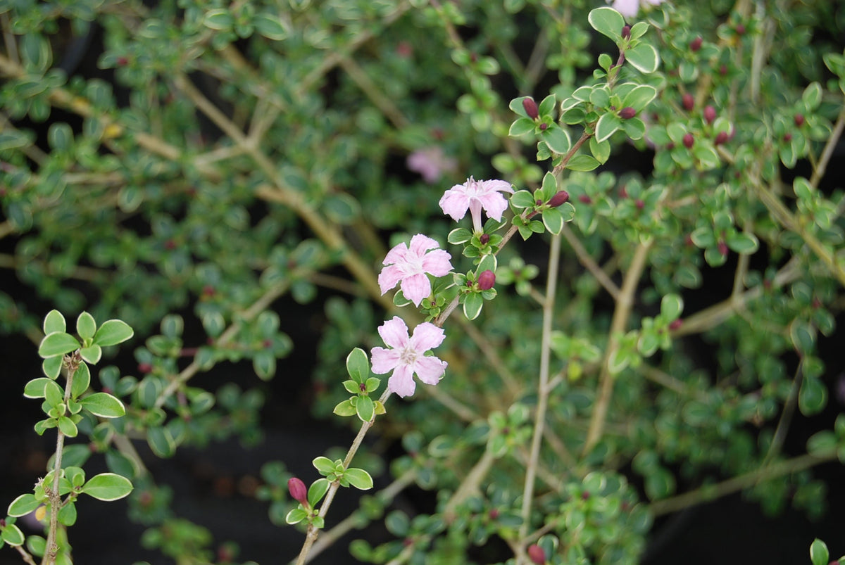 Serissa japonica ‘Cherry Blossom’ – Nurseries Caroliniana