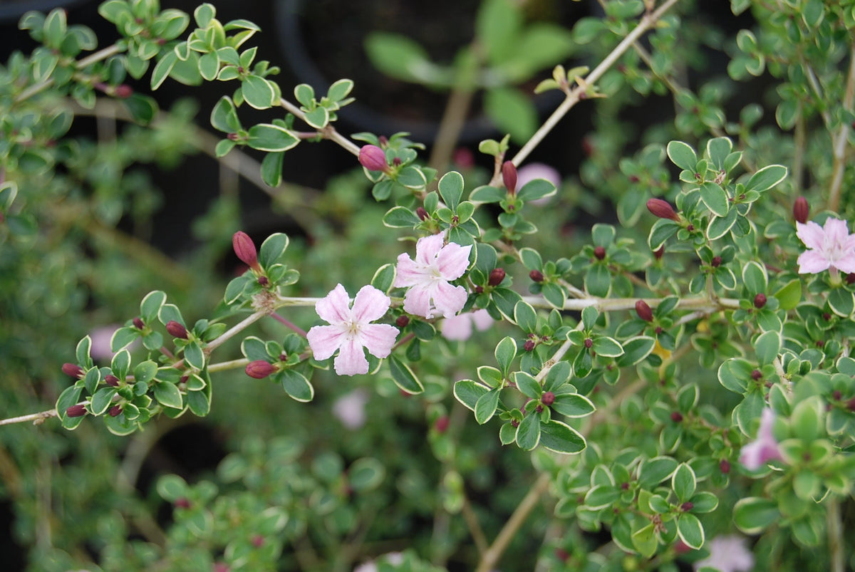 Serissa japonica ‘Cherry Blossom’ – Nurseries Caroliniana