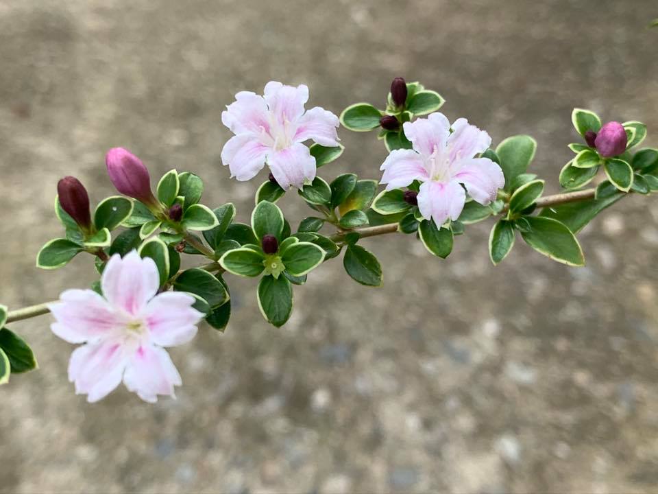 Serissa japonica ‘Cherry Blossom’ – Nurseries Caroliniana